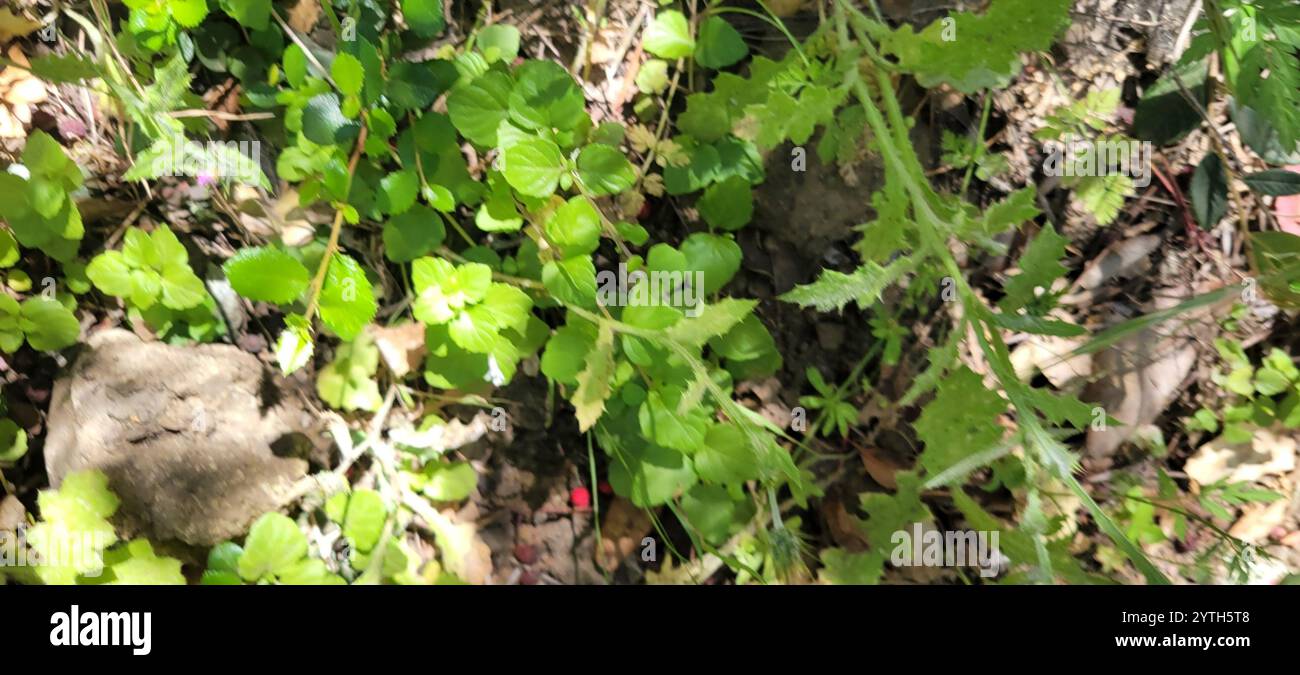 yerba buena (Clinopodium douglasii Stock Photo - Alamy