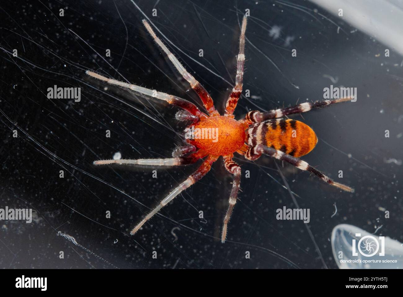 Orange Ant-mimic Sac Spider (Castianeira amoena Stock Photo - Alamy