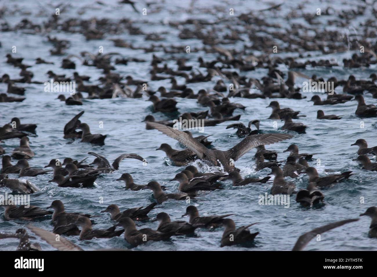 Short-tailed Shearwater (Ardenna tenuirostris Stock Photo - Alamy