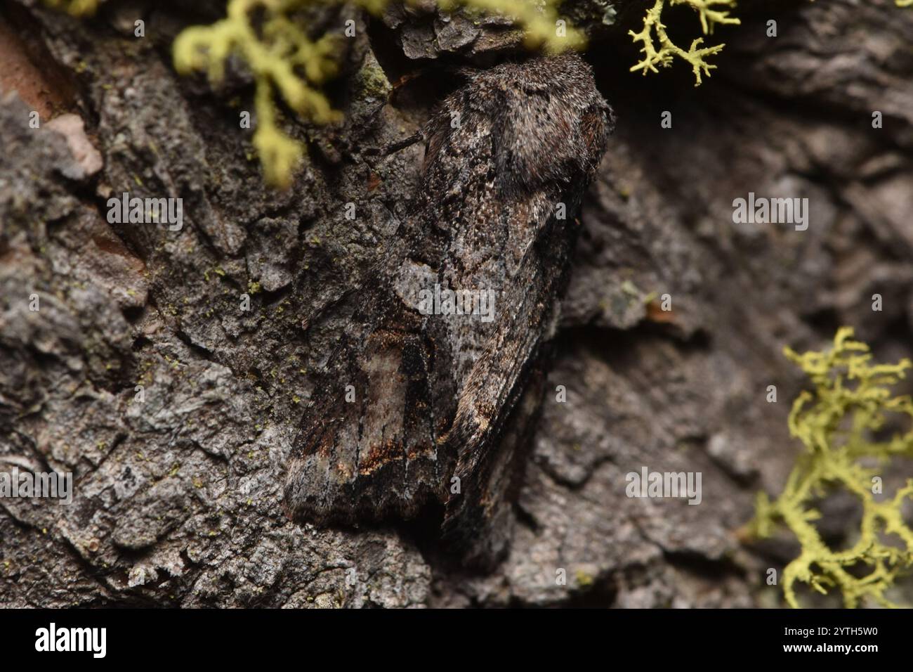 Brown Woodling (Egira perlubens Stock Photo - Alamy