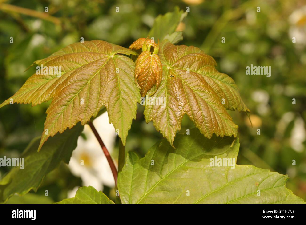 sycamore maple (Acer pseudoplatanus Stock Photo - Alamy