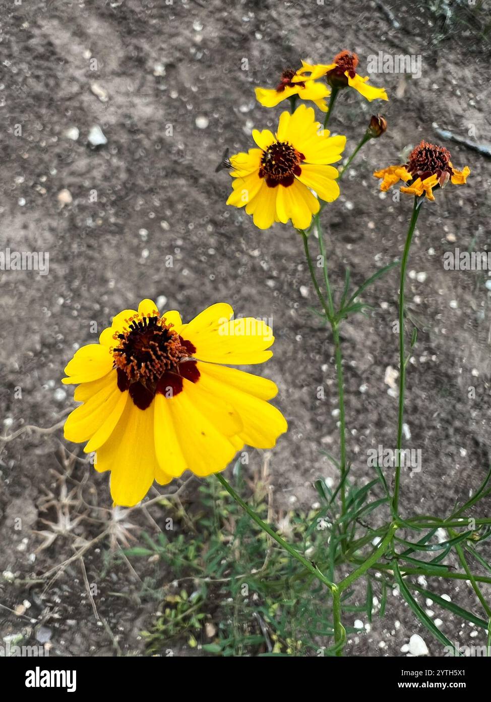 plains coreopsis (Coreopsis tinctoria Stock Photo - Alamy