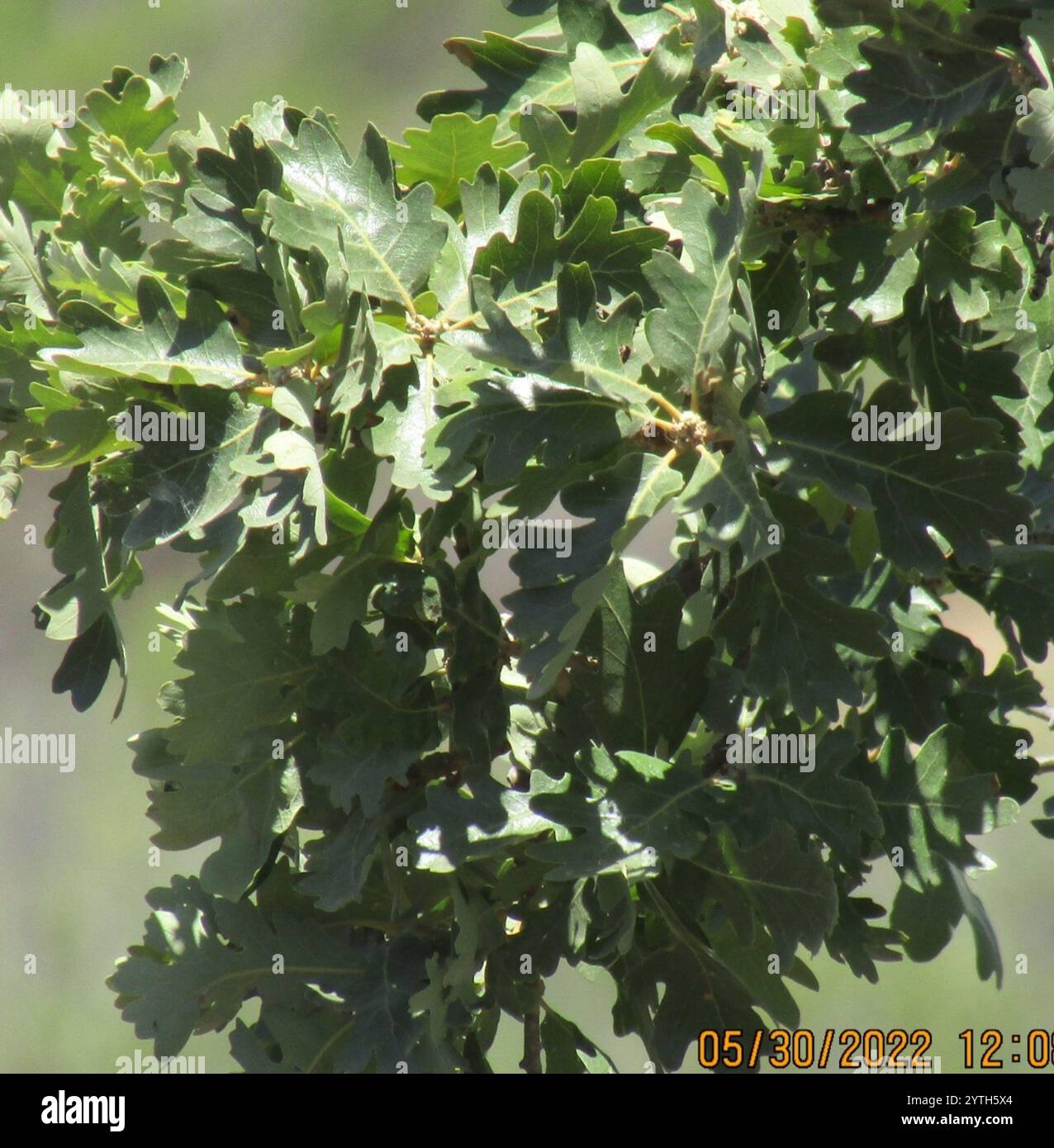 valley oak (Quercus lobata Stock Photo - Alamy