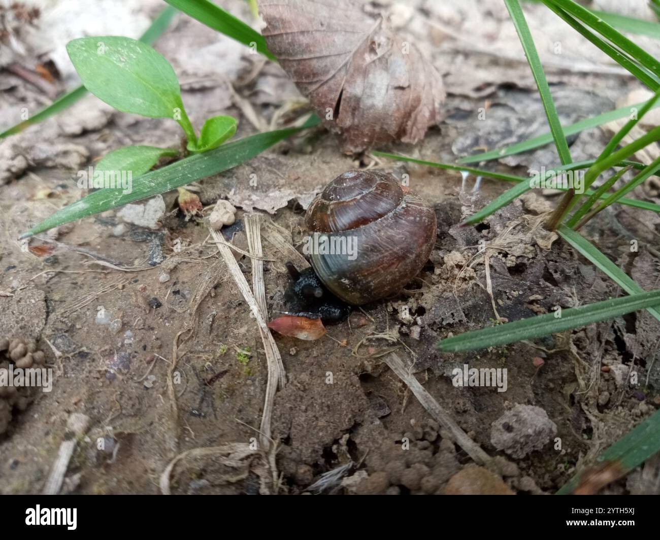 Copse Snail (Arianta arbustorum Stock Photo - Alamy