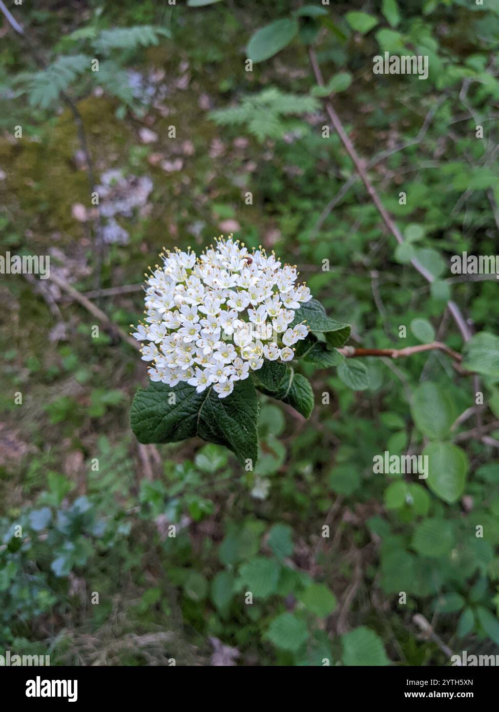 Wayfaring-tree (Viburnum lantana Stock Photo - Alamy