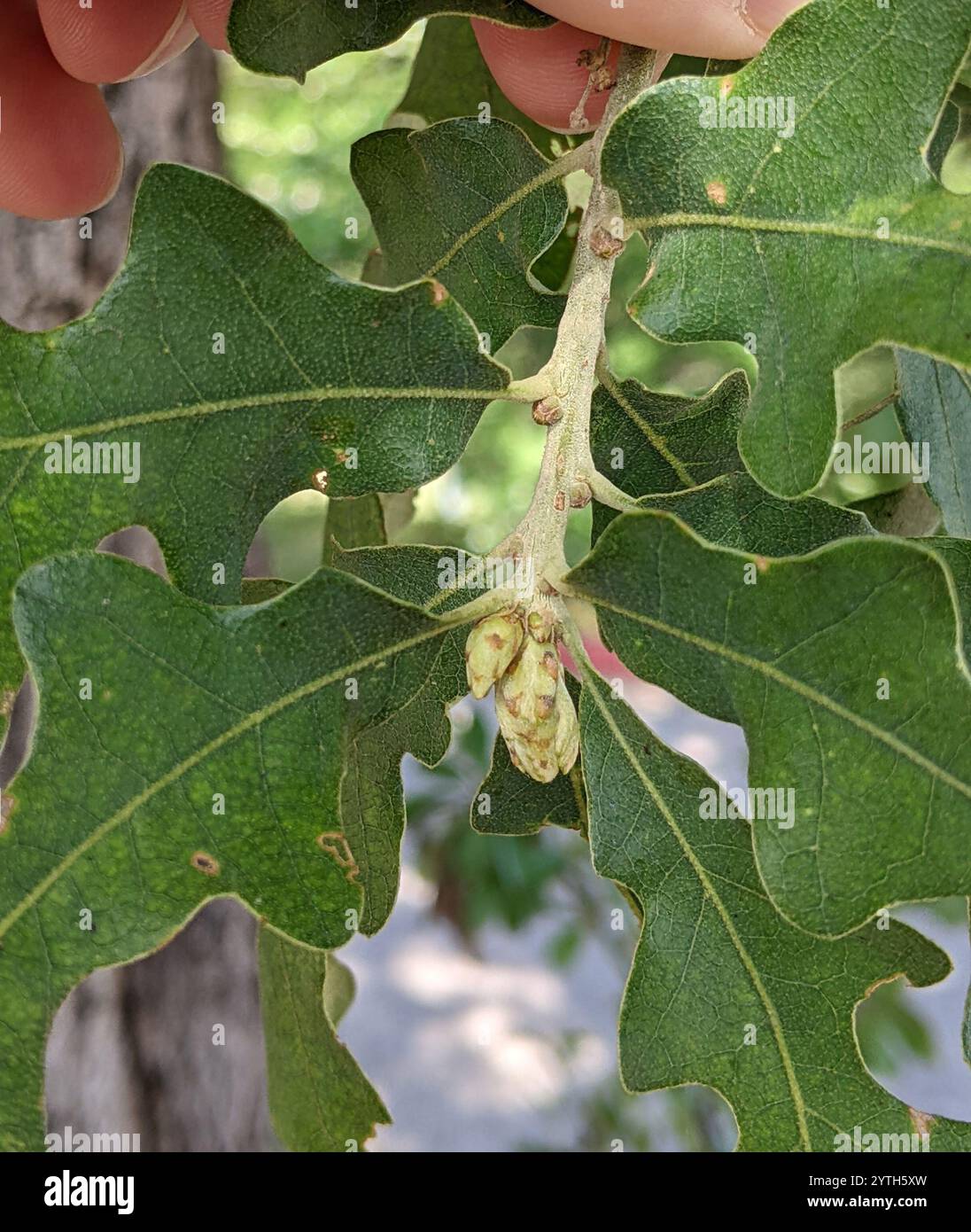 post oak (Quercus stellata Stock Photo - Alamy