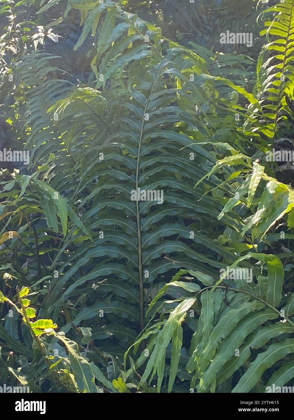 Giant Vine Fern (Stenochlaena tenuifolia Stock Photo - Alamy