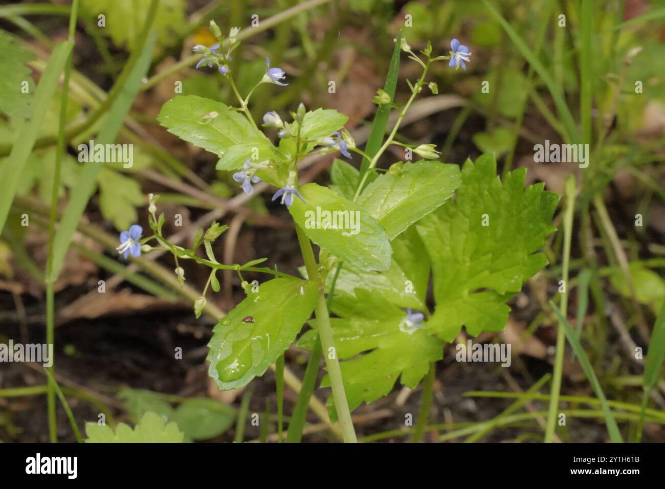 Brooklime (Veronica beccabunga Stock Photo - Alamy
