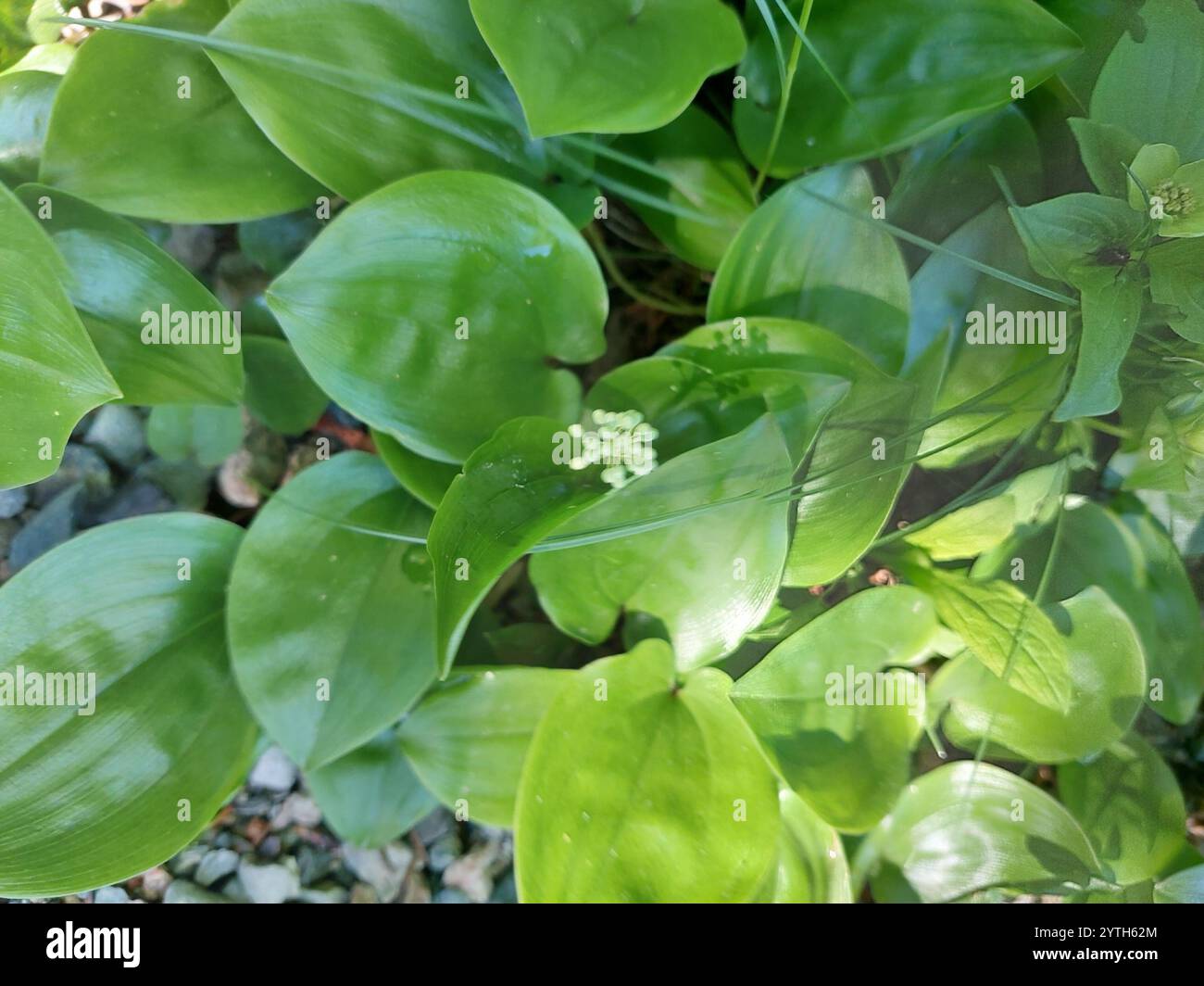 Canada mayflower (Maianthemum canadense Stock Photo - Alamy