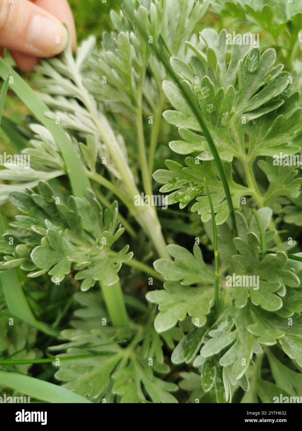absinthe wormwood (Artemisia absinthium Stock Photo - Alamy
