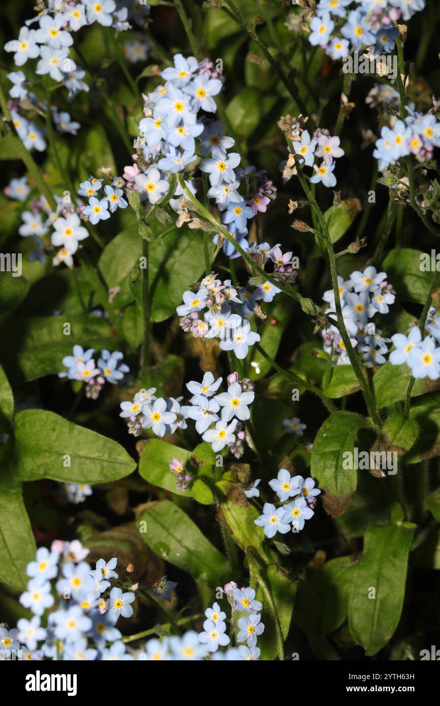 Wood Forget-me-not (Myosotis sylvatica Stock Photo - Alamy