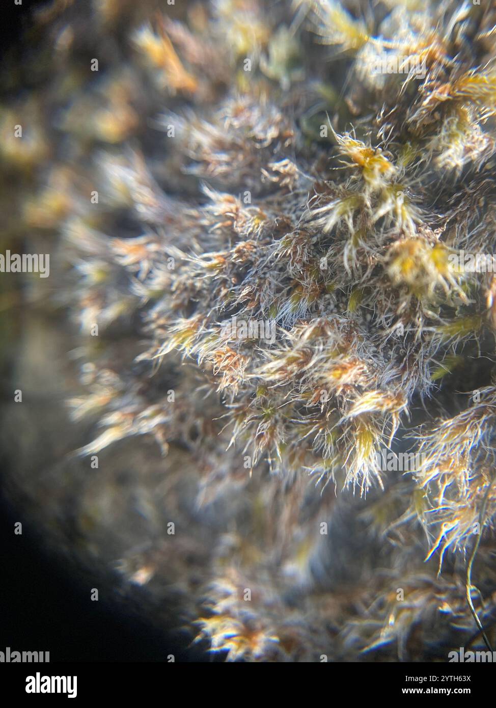 Rock Mosses (Grimmiaceae Stock Photo - Alamy