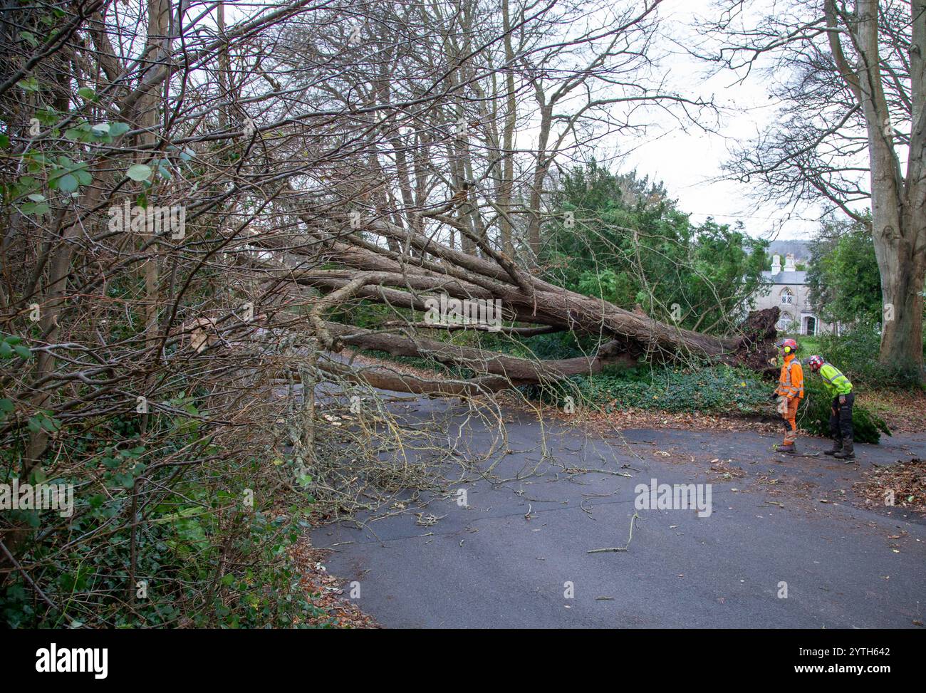Sidmouth, Devon, 7th Dec 24 Storm Darragh brings down the second tree ...