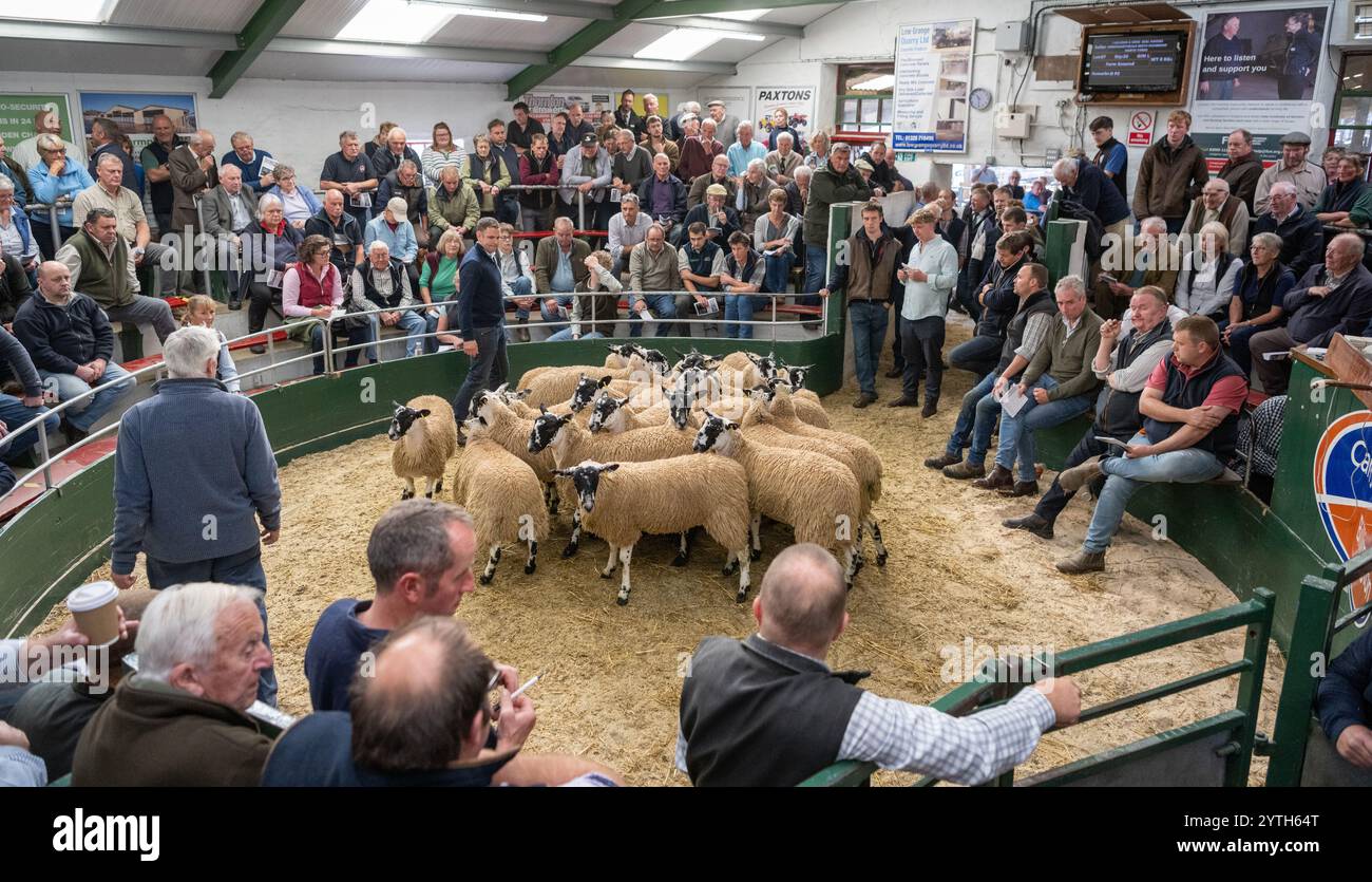 Sale of North of England mule gimmer lambs at Hawes, North Yorkshire ...