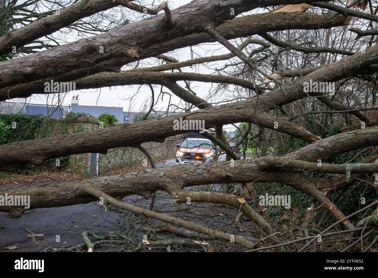 Sidmouth, Devon, 7th Dec 24 Storm Darragh brings down the second tree ...