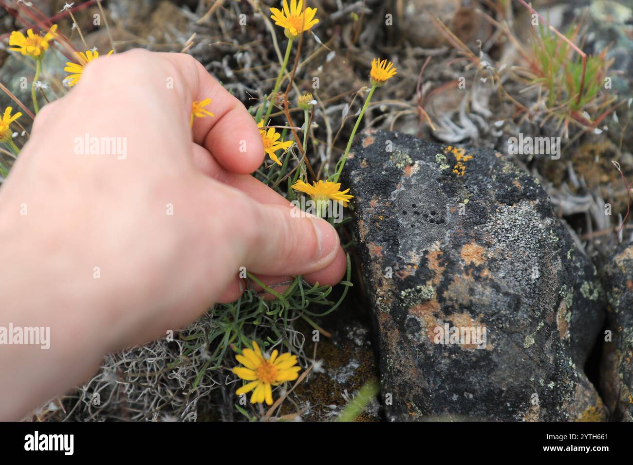 Desert Yellow Fleabane (Erigeron linearis Stock Photo - Alamy