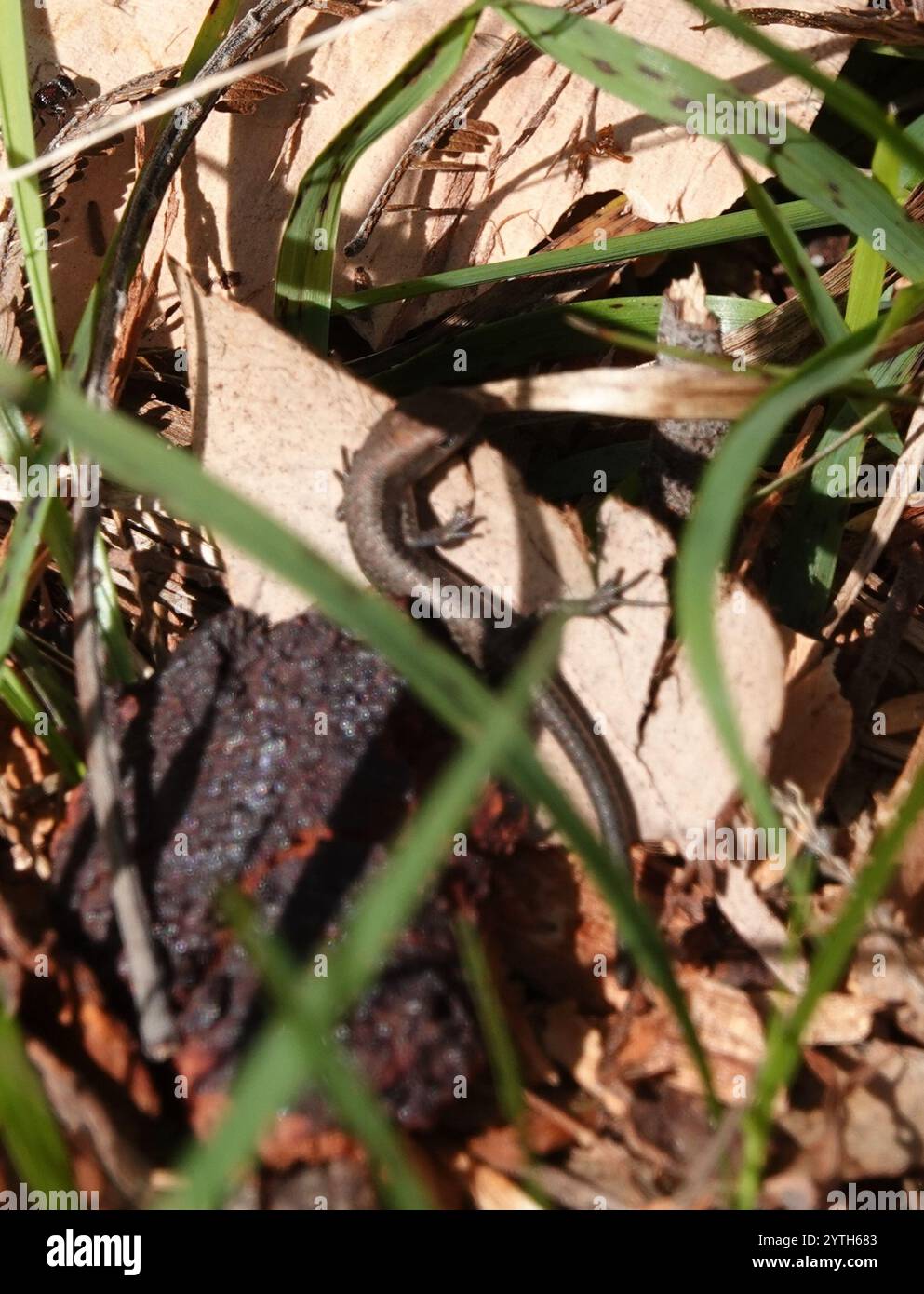 Pale-flecked Garden Sunskink (Lampropholis guichenoti Stock Photo - Alamy