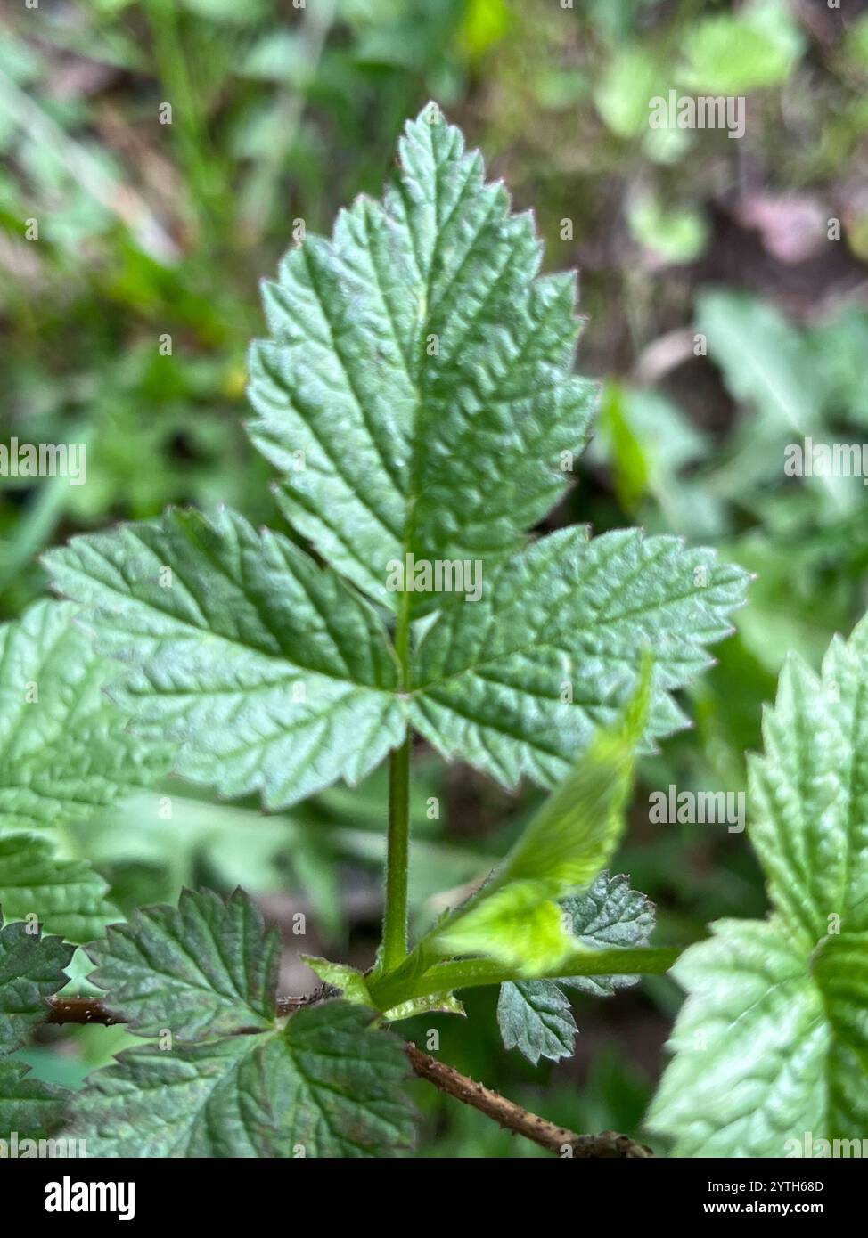 red raspberry (Rubus idaeus Stock Photo - Alamy