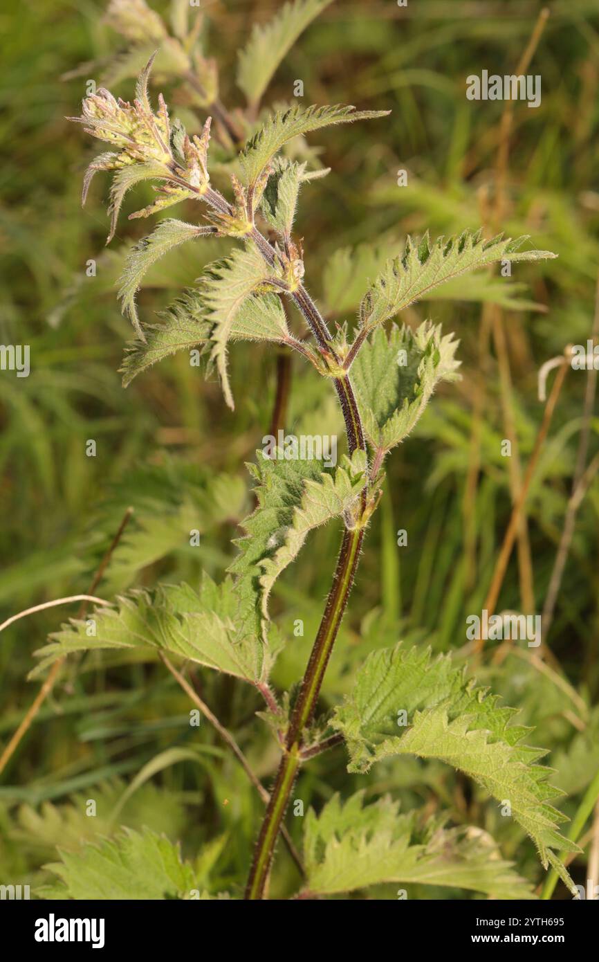 great stinging nettle (Urtica dioica Stock Photo - Alamy