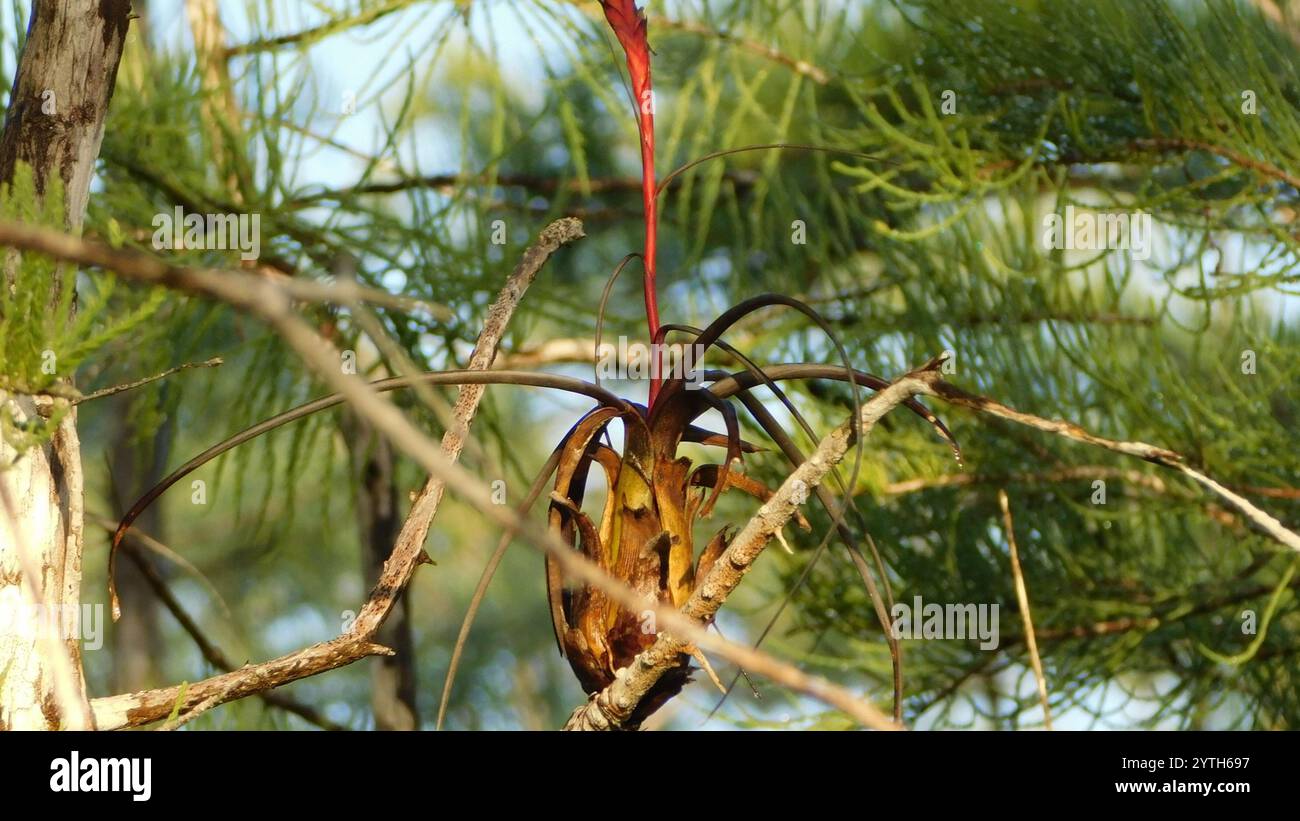 Balbis' airplant (Tillandsia balbisiana Stock Photo - Alamy
