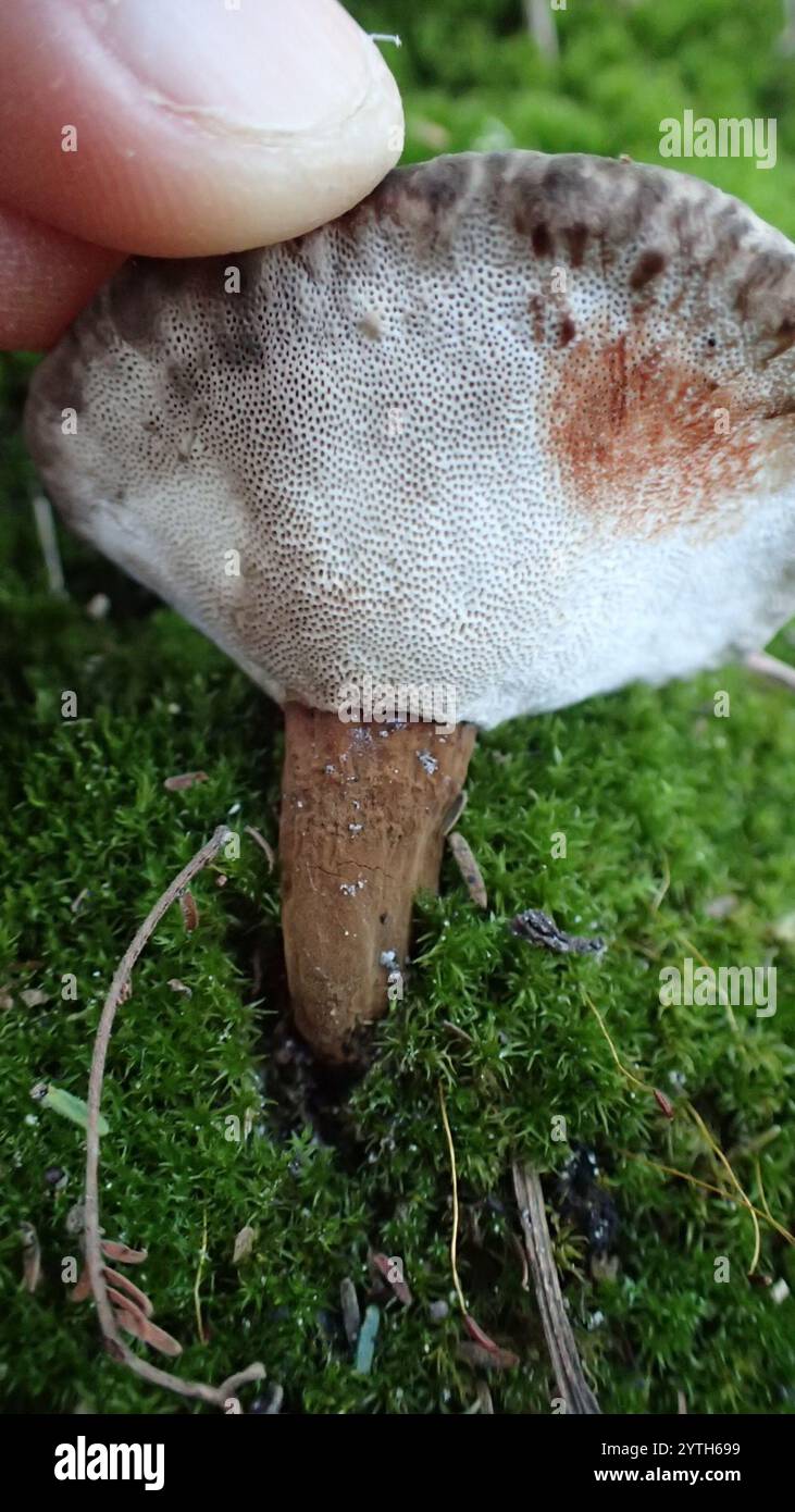 red-staining stalked polypore (Sanguinoderma rude Stock Photo - Alamy