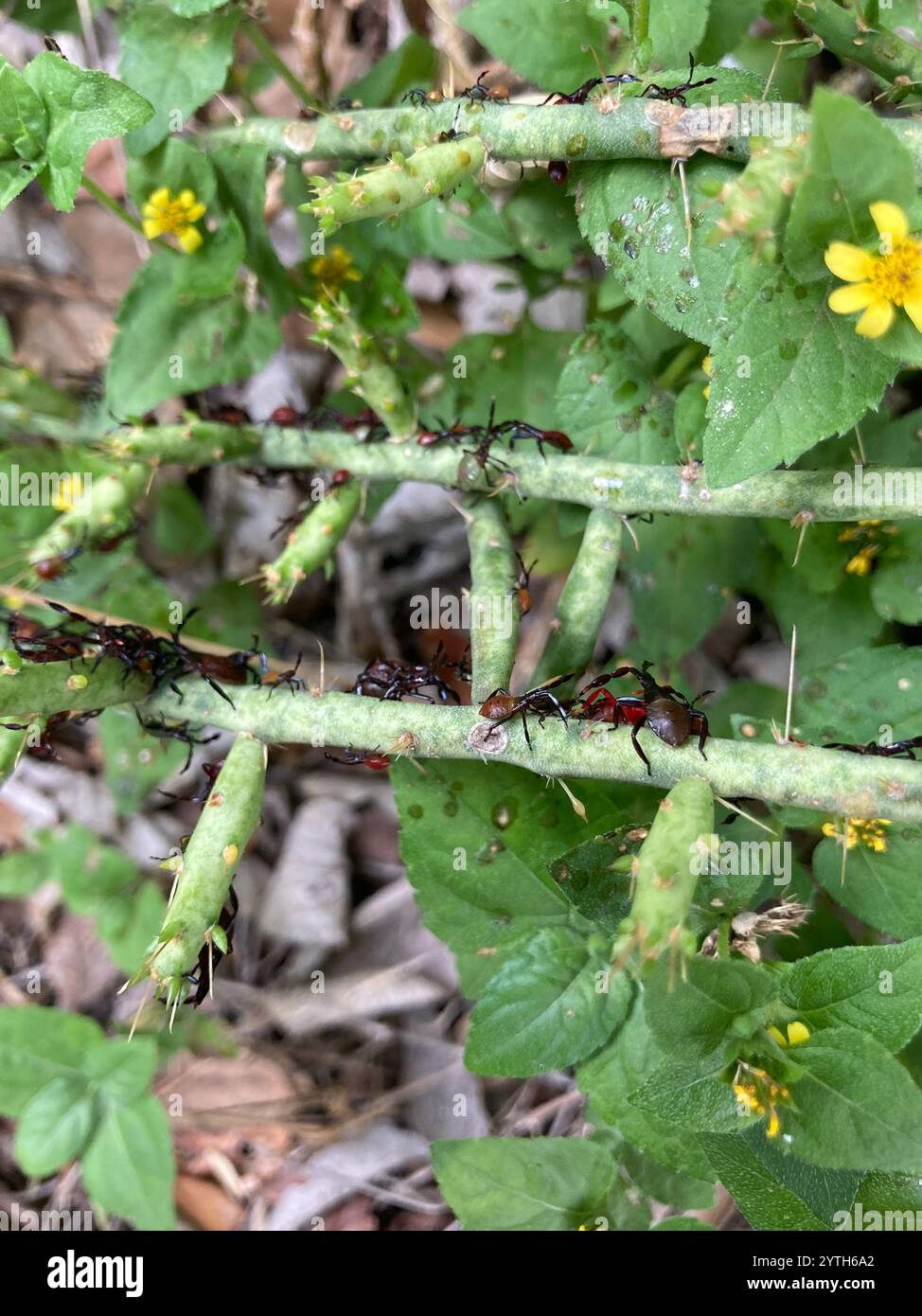 Cactus coreid bug hi-res stock photography and images - Alamy