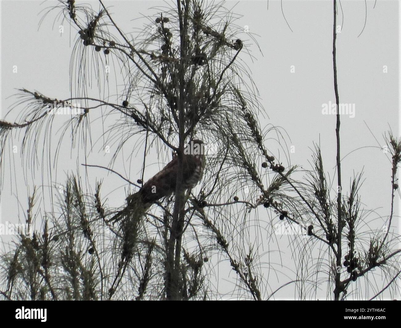 Large Hawk-Cuckoo (Hierococcyx sparverioides Stock Photo - Alamy