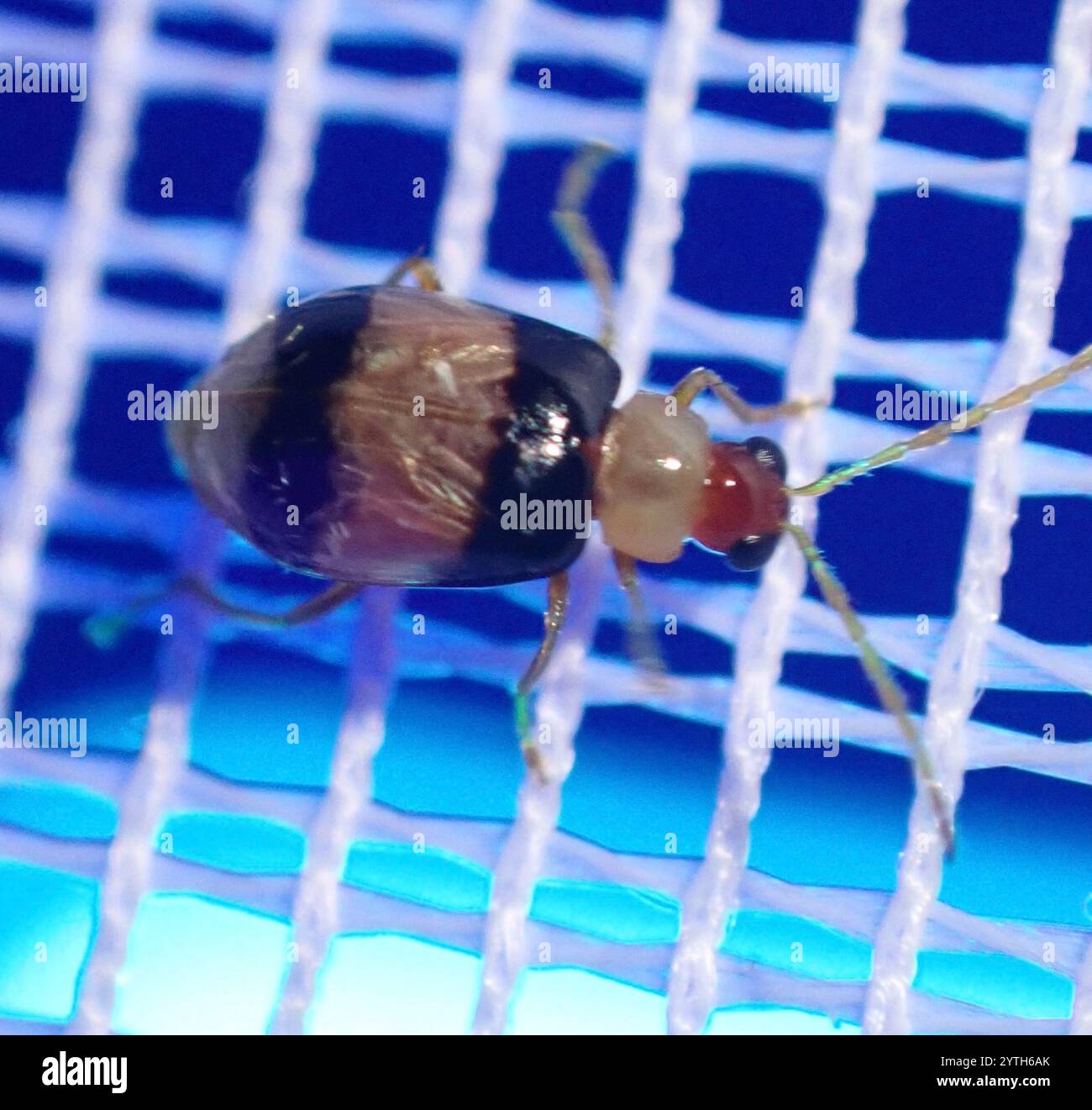 Blackbelly Leafbeetle (Monolepta melanogaster Stock Photo - Alamy