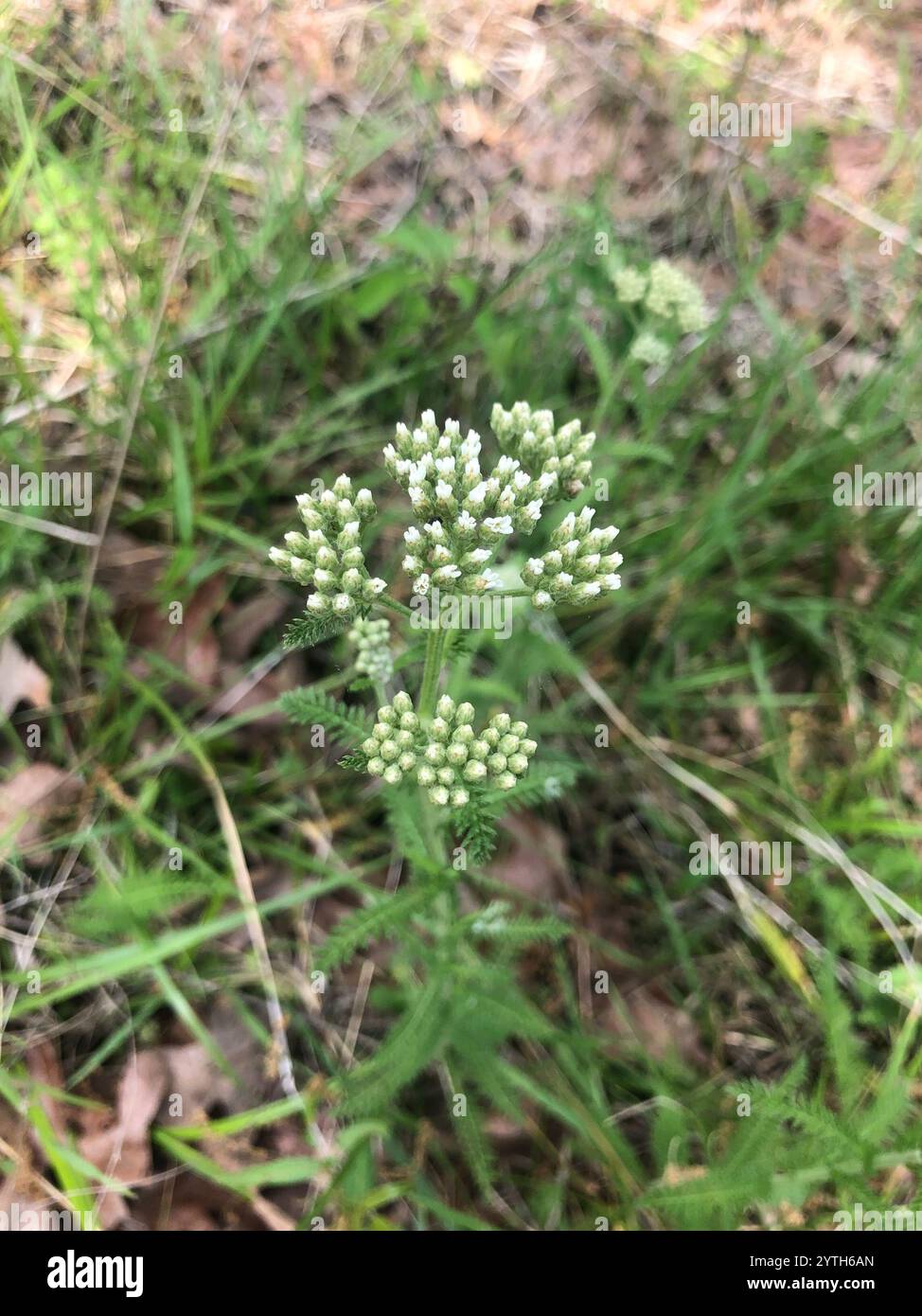 Northern Yarrow (Achillea millefolium borealis Stock Photo - Alamy