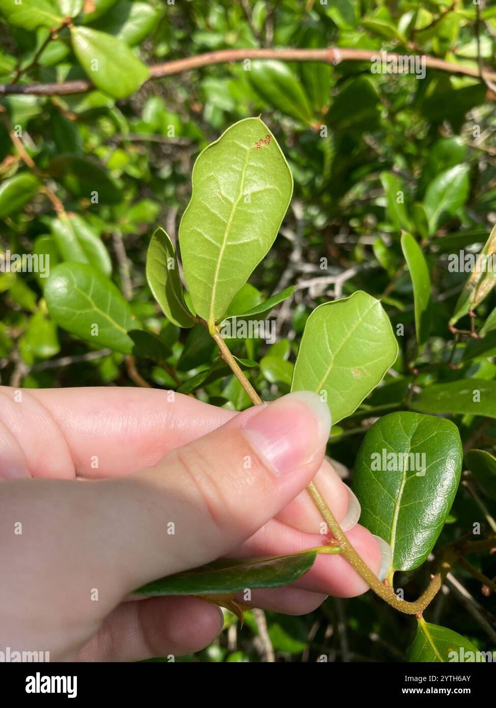 Myrtle Oak (Quercus myrtifolia Stock Photo - Alamy