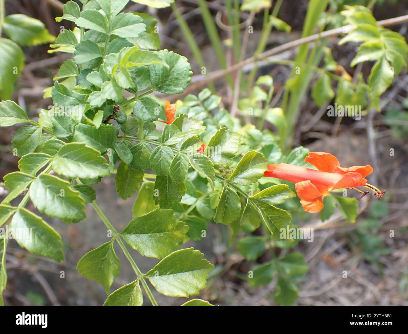 Cape Honeysuckle (Tecomaria capensis Stock Photo - Alamy