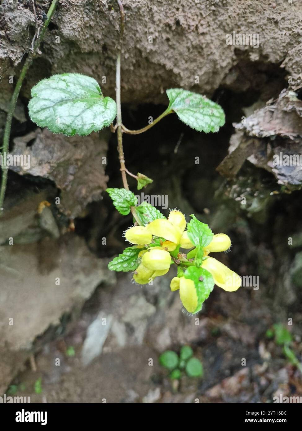 yellow archangel (Lamium galeobdolon Stock Photo - Alamy