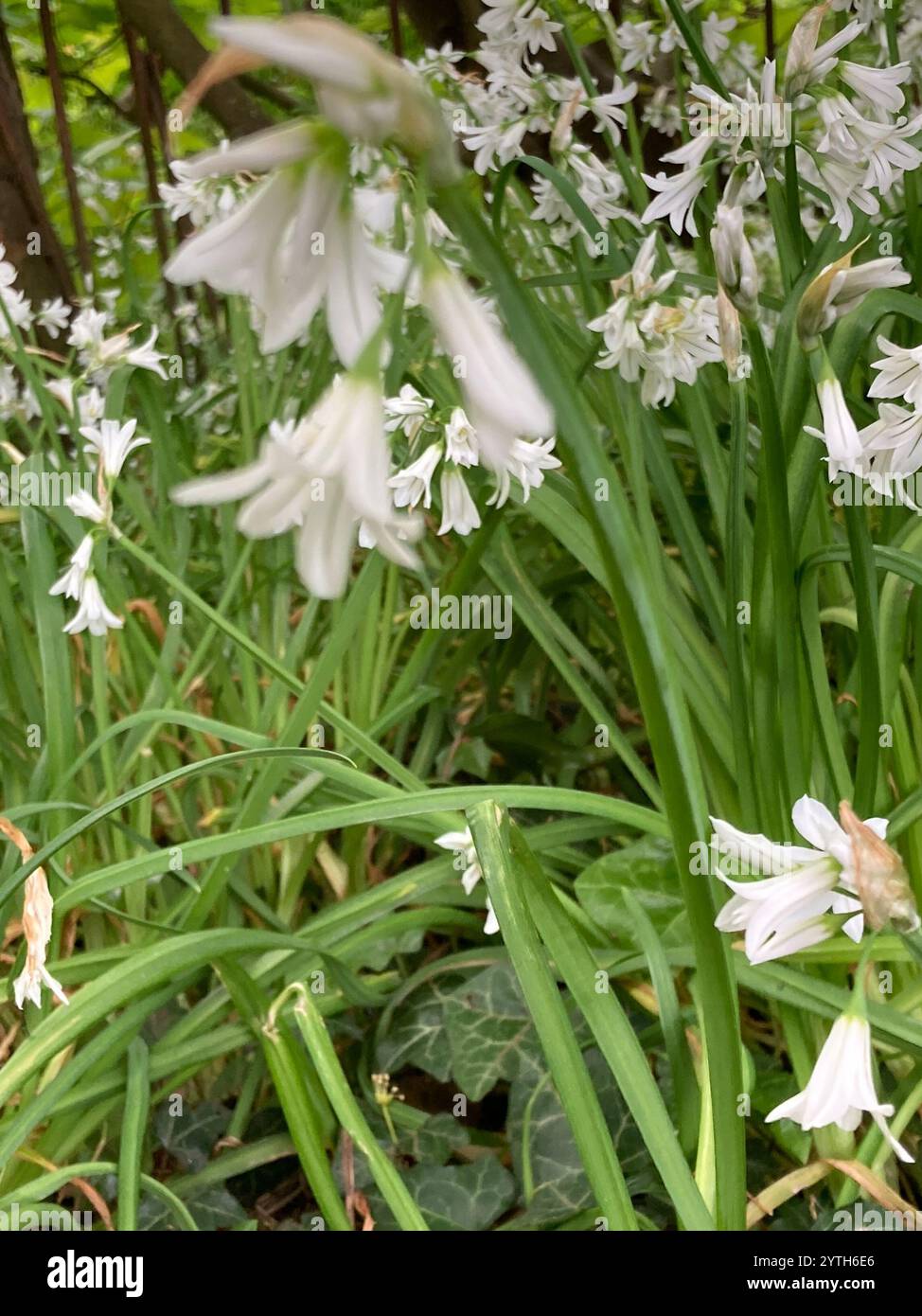 Three-cornered garlic (Allium triquetrum Stock Photo - Alamy
