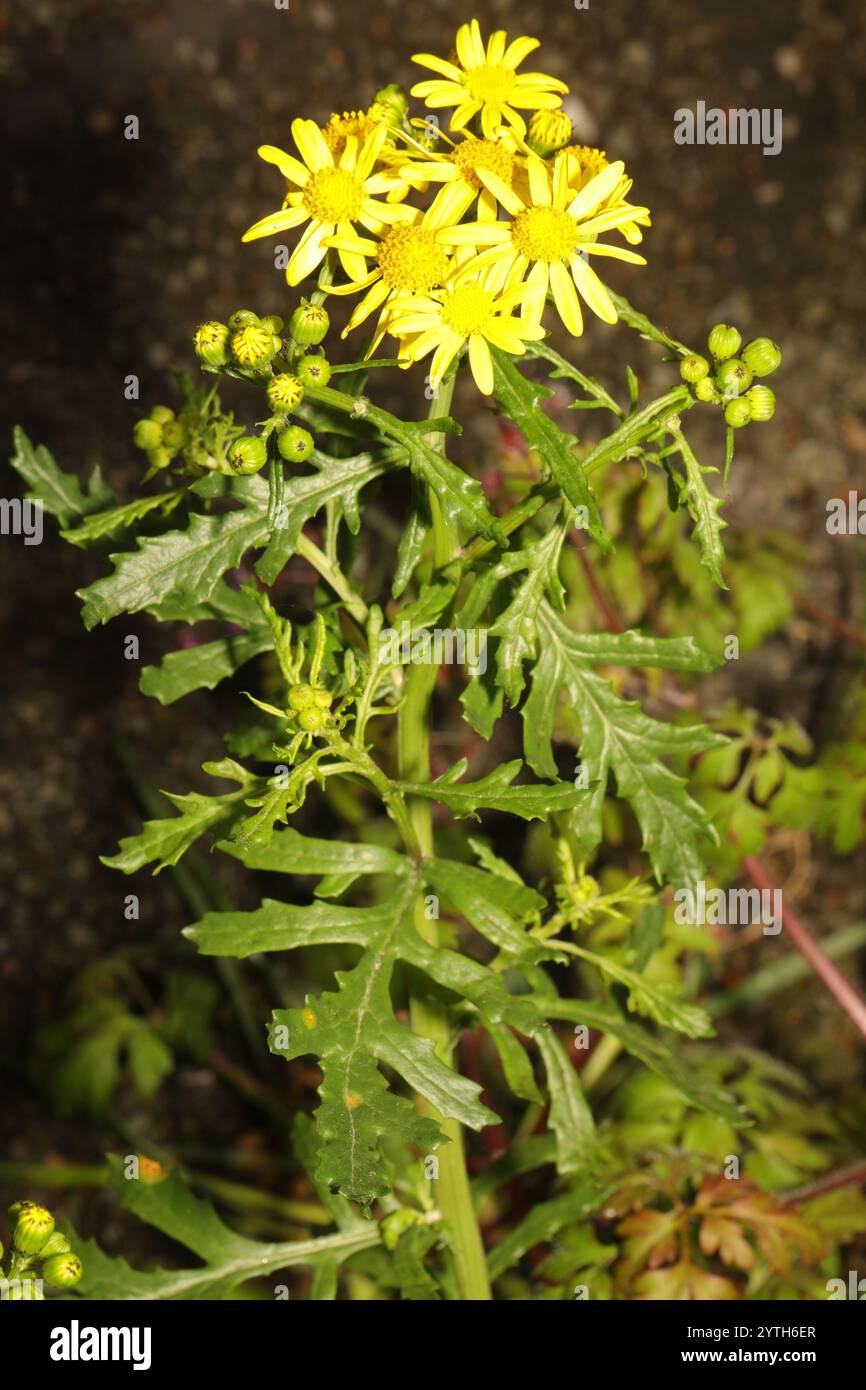 Oxford Ragwort (Senecio squalidus Stock Photo - Alamy