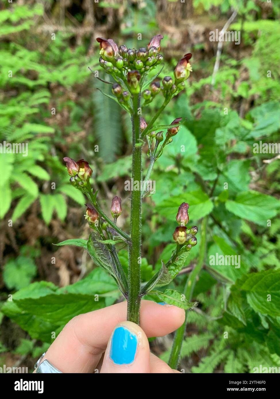 California beeplant (Scrophularia californica Stock Photo - Alamy