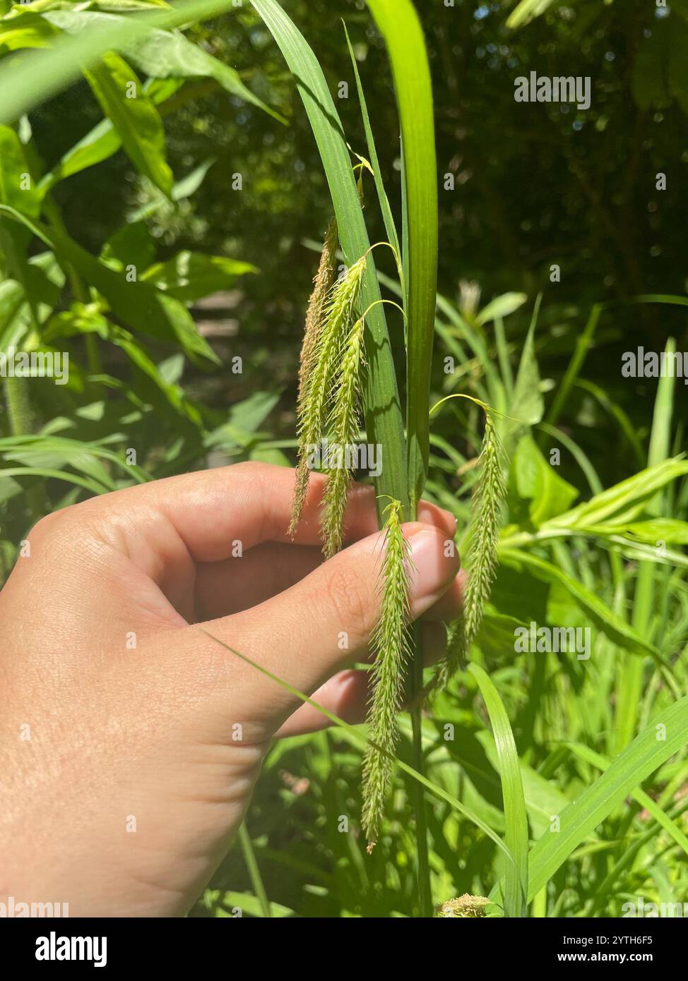 nodding sedge (Carex gynandra Stock Photo - Alamy