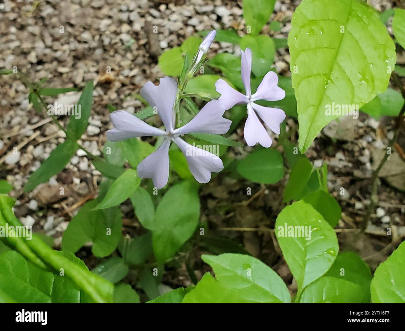 blue phlox (Phlox divaricata Stock Photo - Alamy