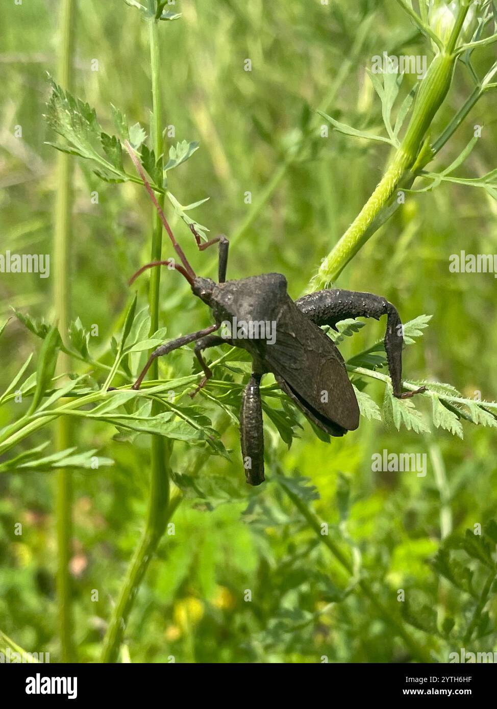 Acanthocephala femorata hi-res stock photography and images - Alamy