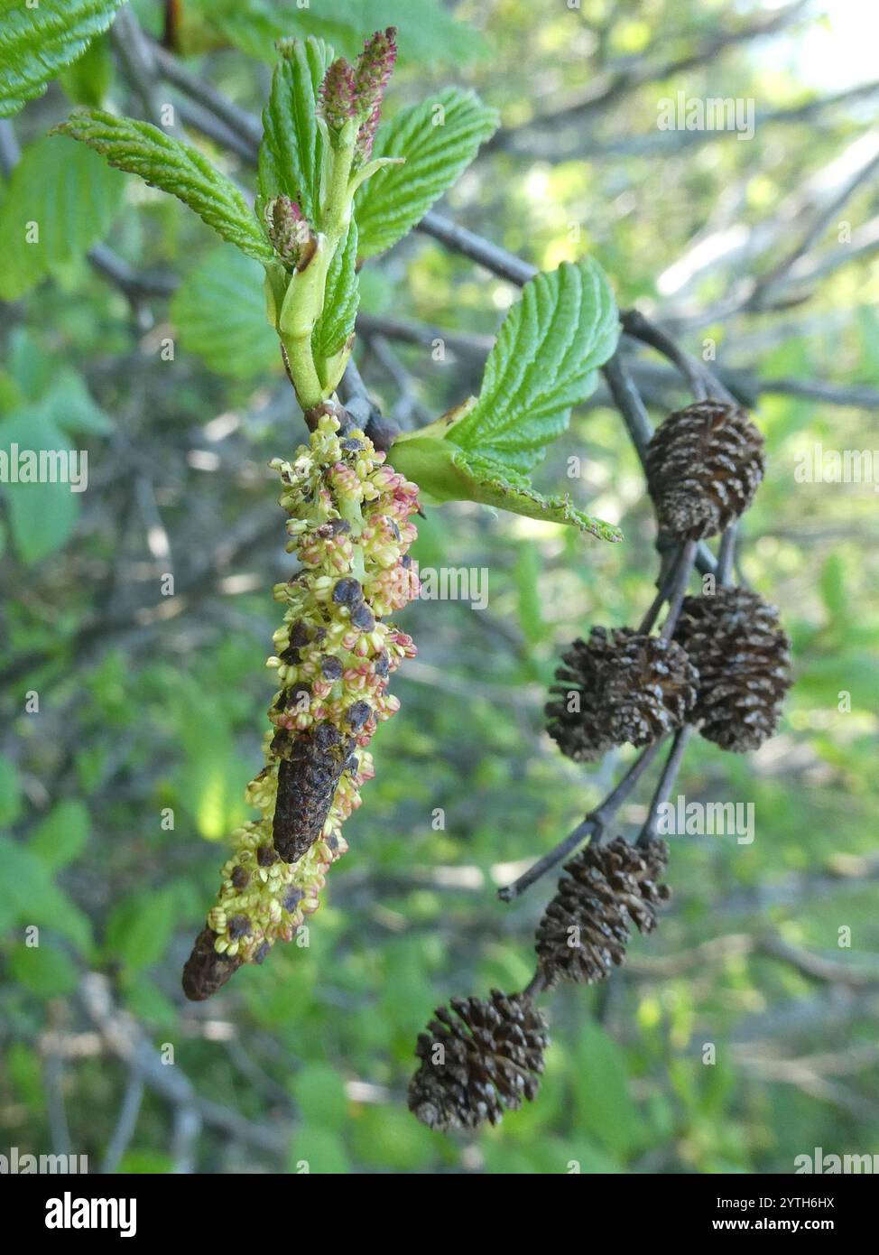 green alder (Alnus alnobetula Stock Photo - Alamy
