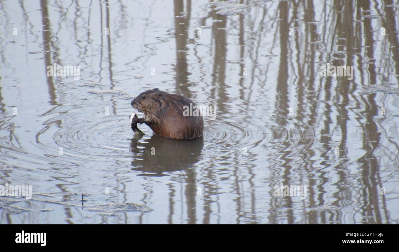 Muskrat (Ondatra zibethicus Stock Photo - Alamy