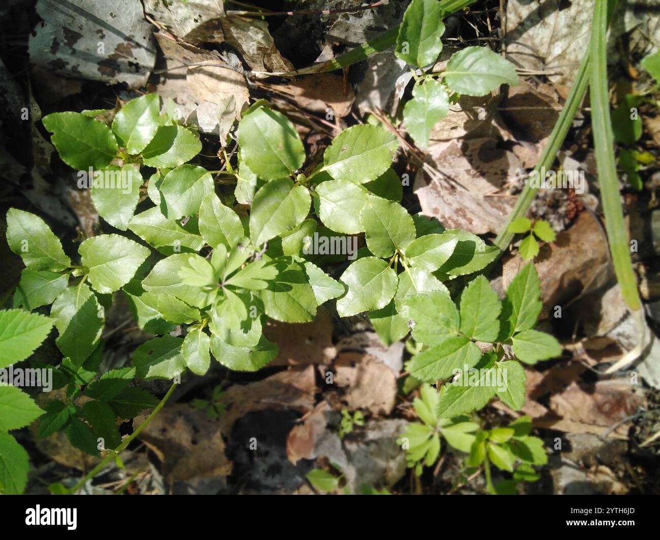 one-sided wintergreen (Orthilia secunda Stock Photo - Alamy
