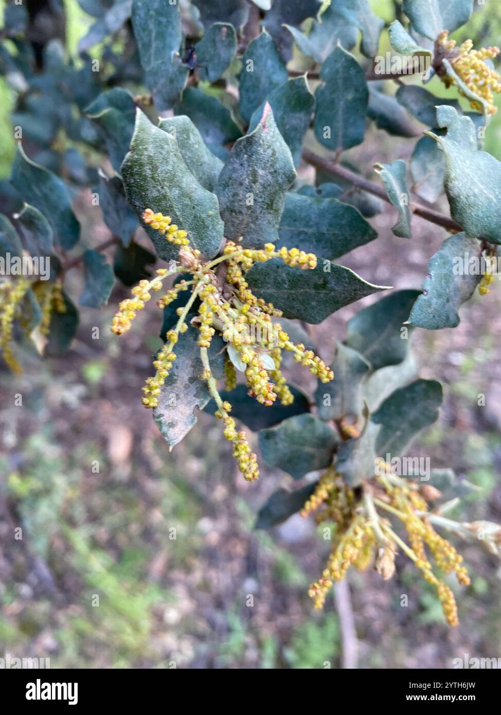 sweet acorn oak (Quercus rotundifolia Stock Photo - Alamy