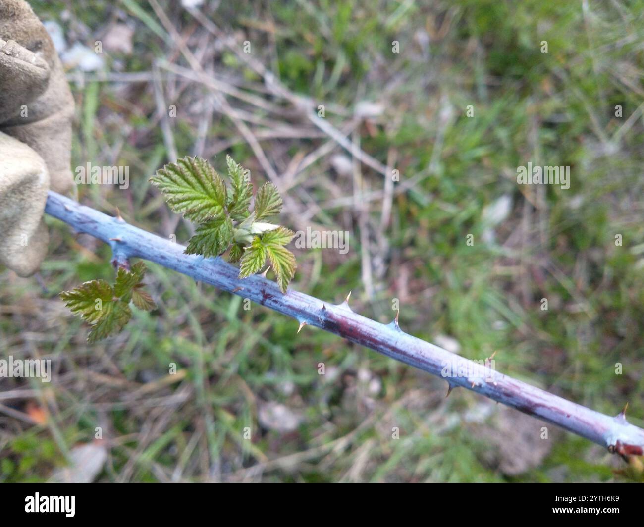 whitebark raspberry (Rubus leucodermis Stock Photo - Alamy