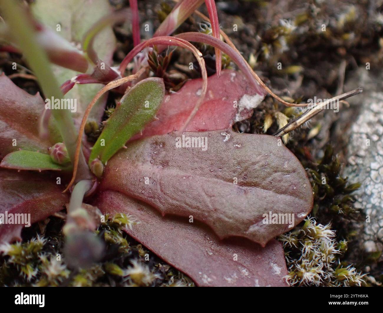 Smooth Cat's Ear (Hypochaeris glabra Stock Photo - Alamy