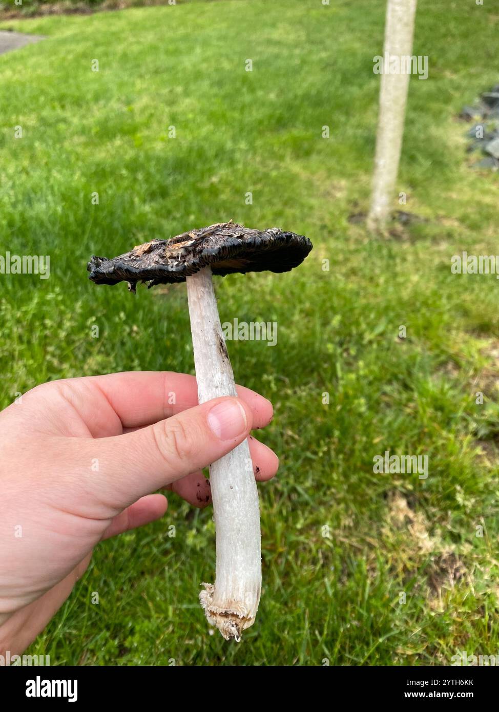 inky caps (Coprinus Stock Photo - Alamy