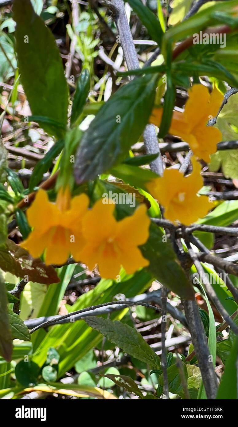 orange bush monkeyflower (Diplacus aurantiacus Stock Photo - Alamy