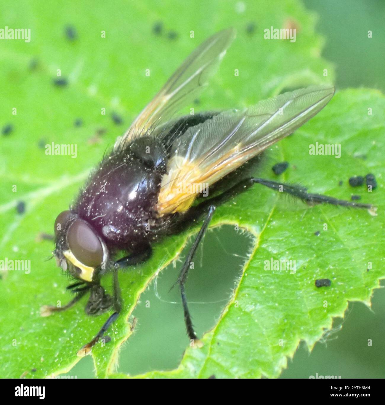 Noon Fly (Mesembrina meridiana Stock Photo - Alamy