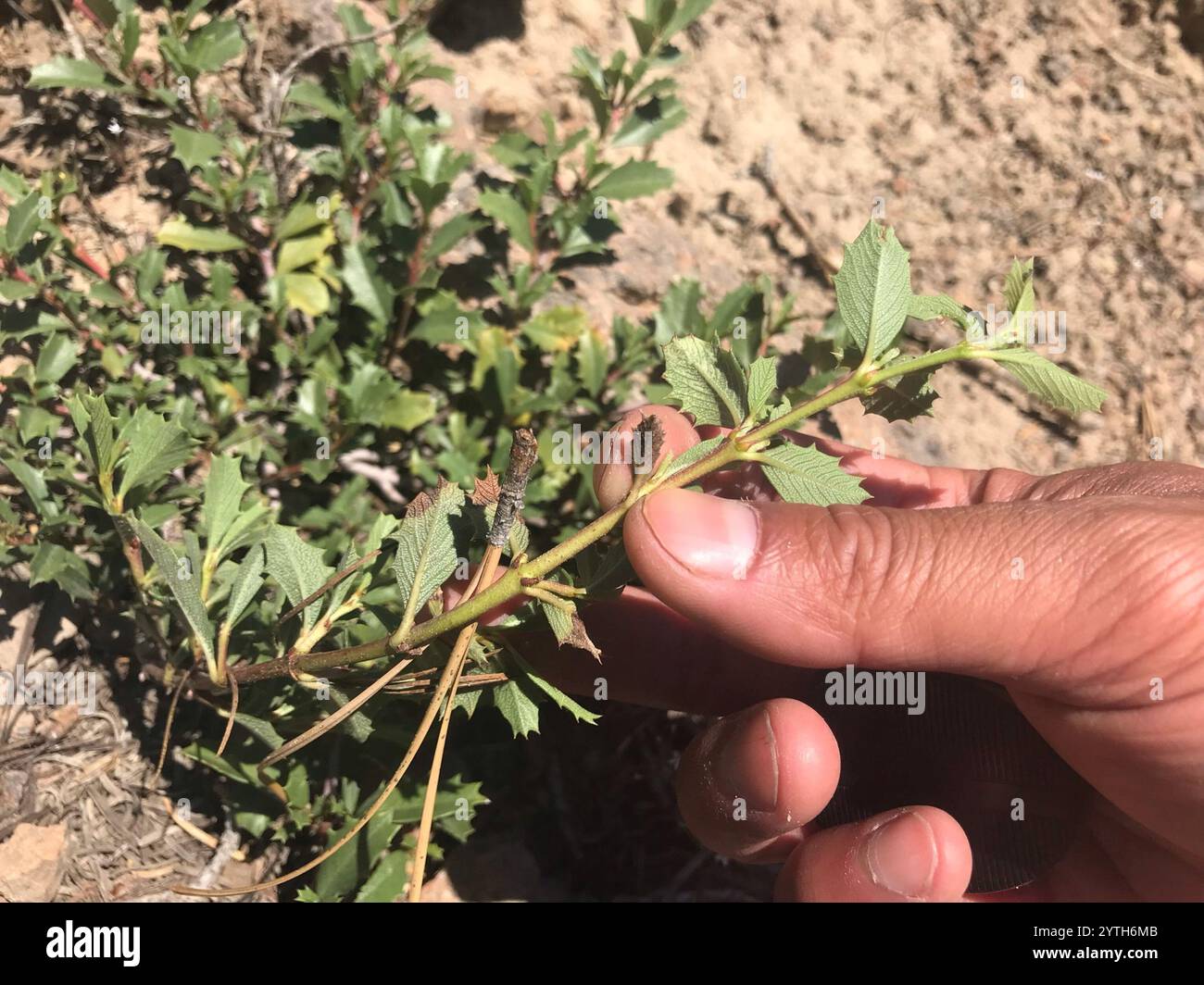 Mahala mat (Ceanothus prostratus Stock Photo - Alamy