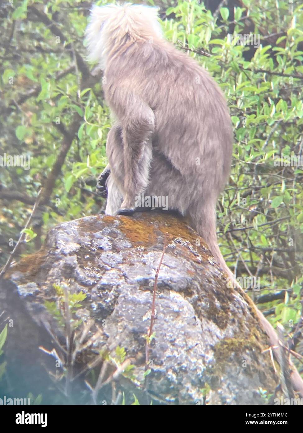 Nepal sacred langur hi-res stock photography and images - Alamy