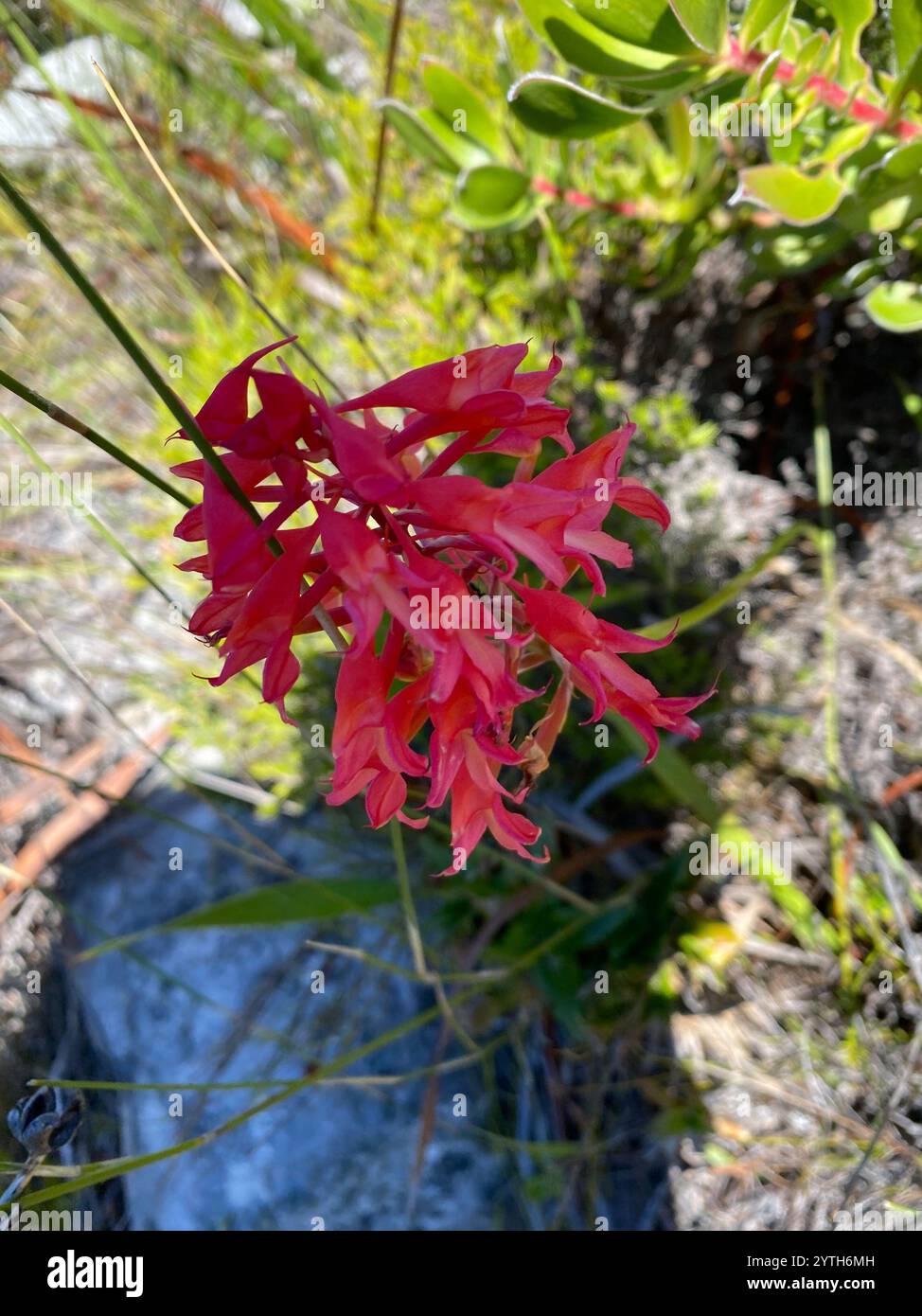 Cluster Disa (Disa ferruginea Stock Photo - Alamy